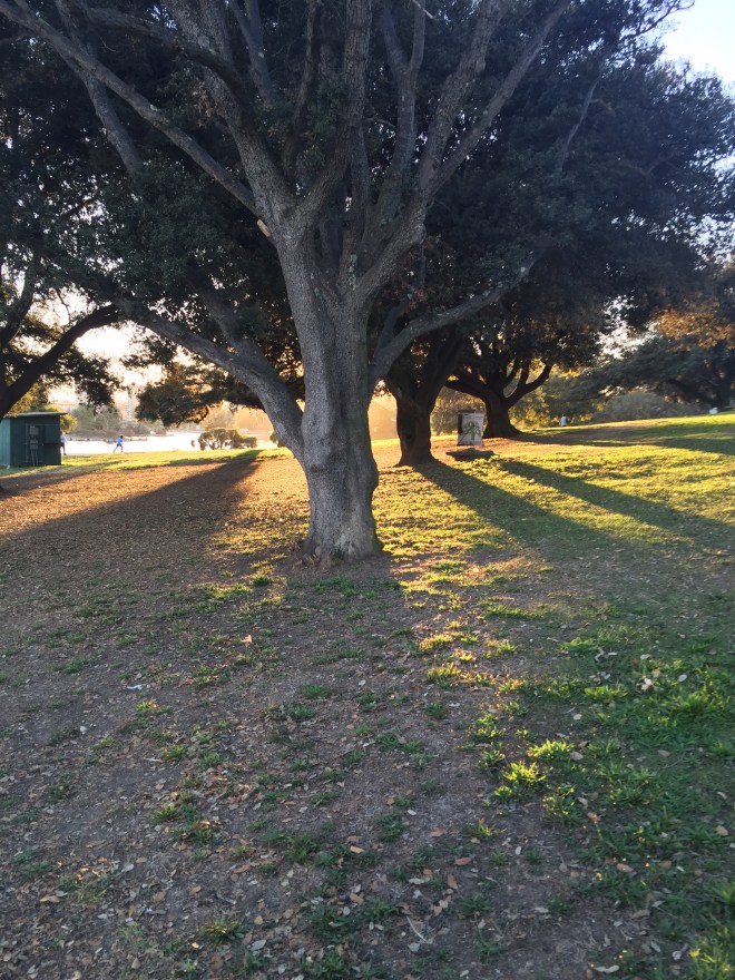 Lake Merritt’s trees – Community for Lake Merritt